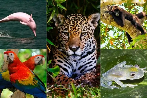 20 animales nativos del Perú que debes conocer | Inca Experience